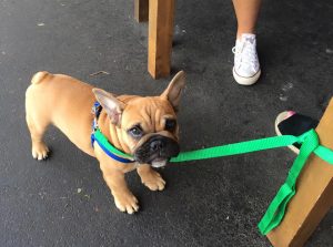 4 Paddington Pet-Friendly Restaurants to Take Your Four-Legged Pals on ...